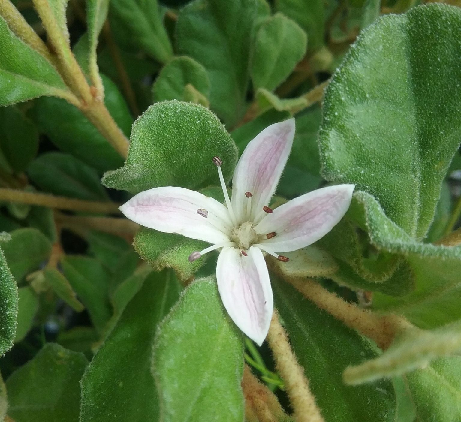 Correa alba pannosa Western Pink Star in 68mm Super Tube – Trigg Plants
