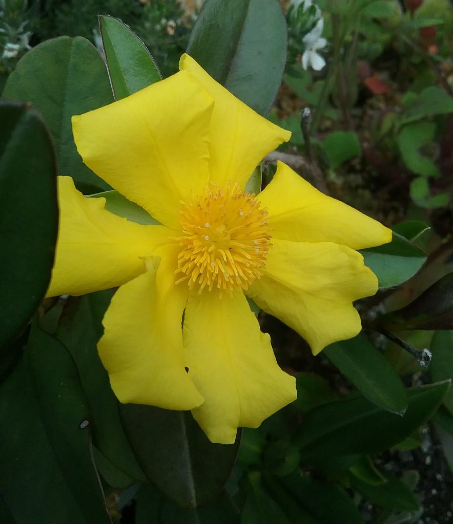 Hibbertia scandens in 50mm Forestry Tube – Trigg Plants