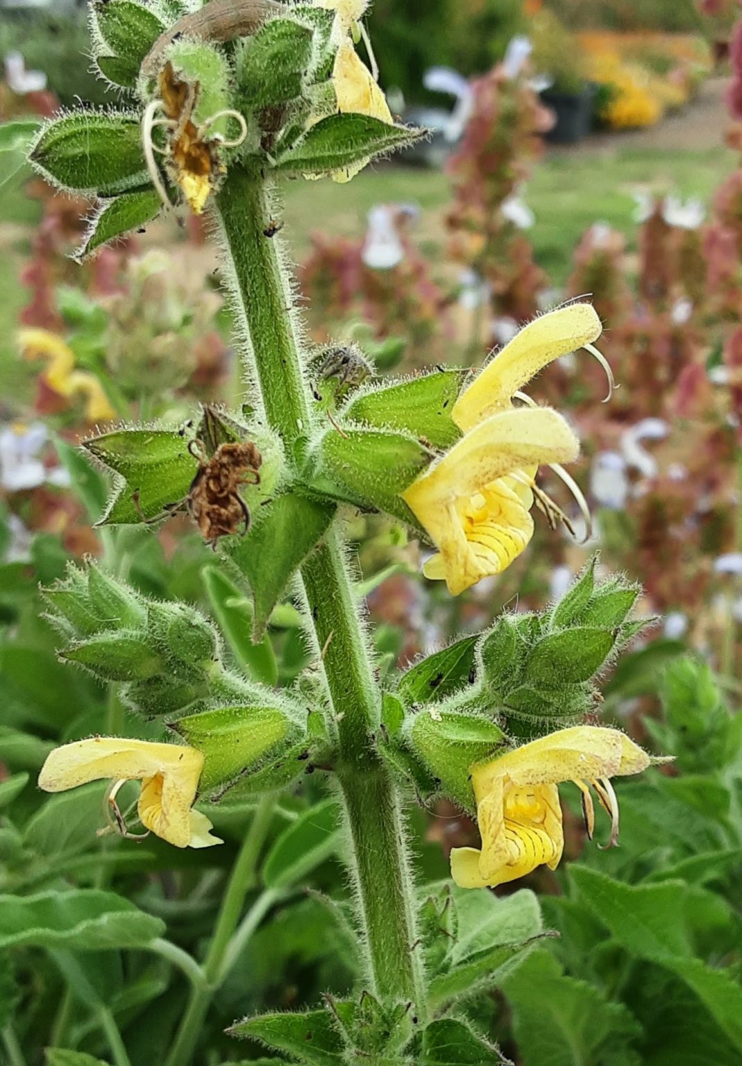 Salvia nubricola in 50mm forestry tube – Trigg Plants