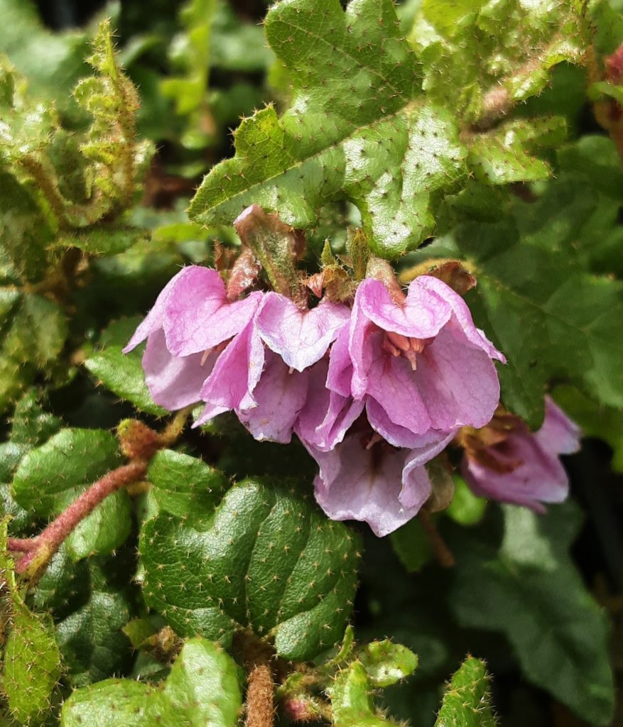 Thomasia brachystachys Cosy Corner in 50mm Forestry Tube – Trigg Plants