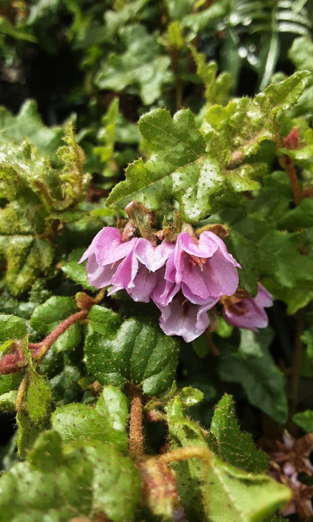 Thomasia brachystachys Cosy Corner in 50mm Forestry Tube – Trigg Plants