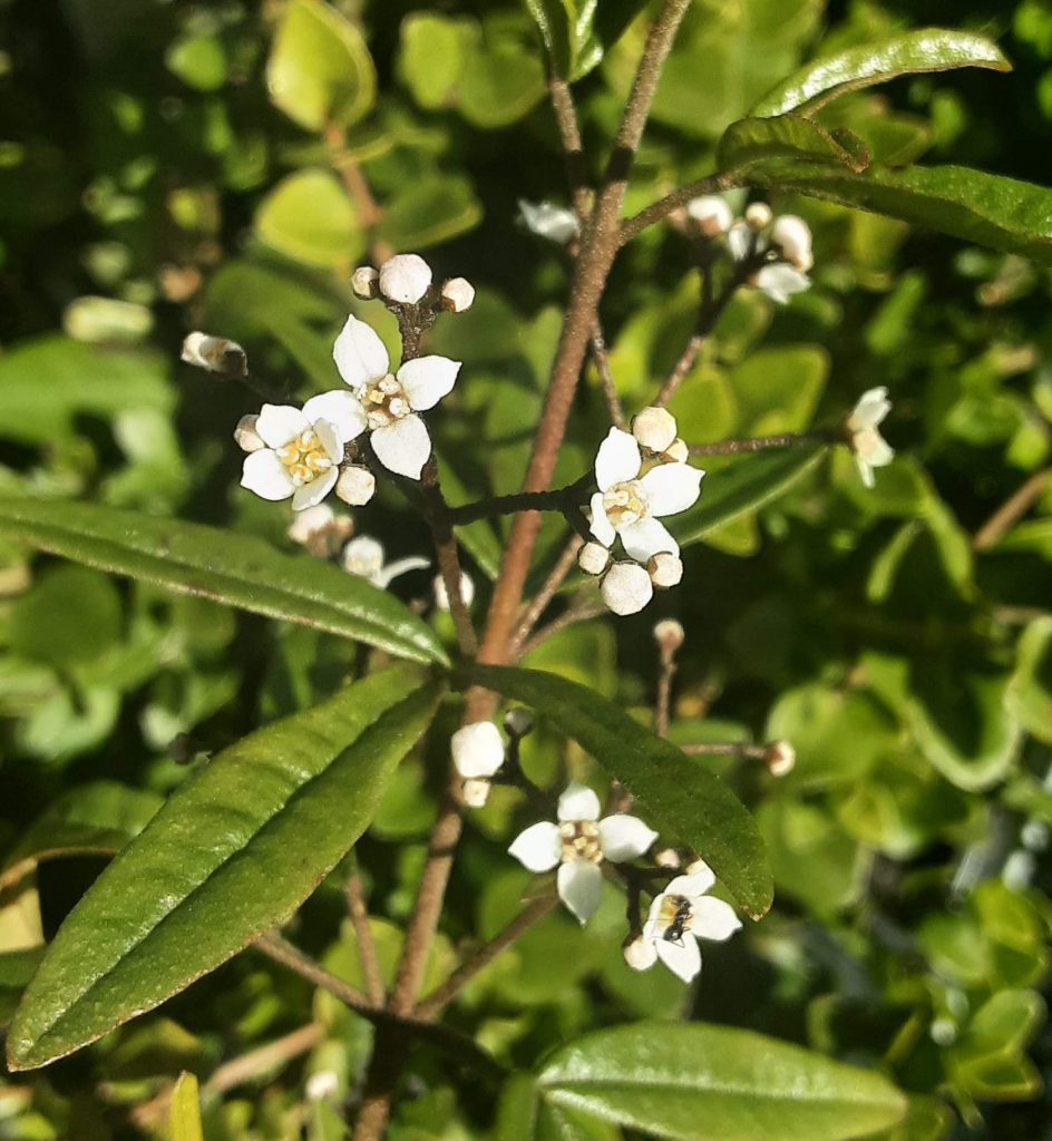 Zieria arborescens in 68mm Super Tube – Trigg Plants