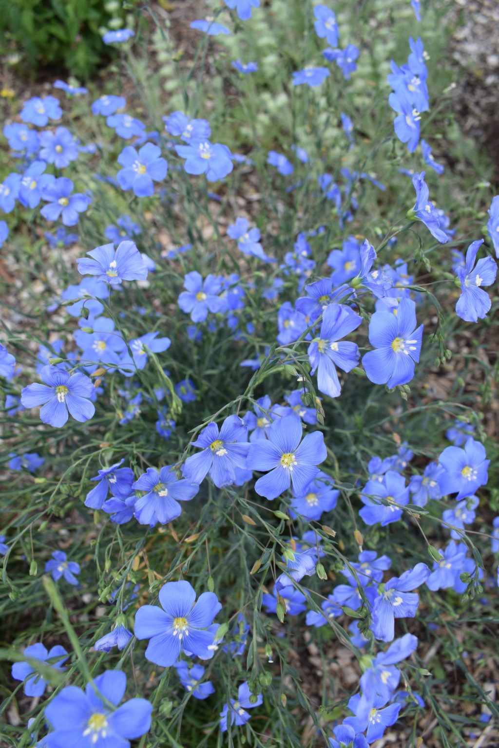 Linum perenne in 50mm Forestry Tube – Trigg Plants