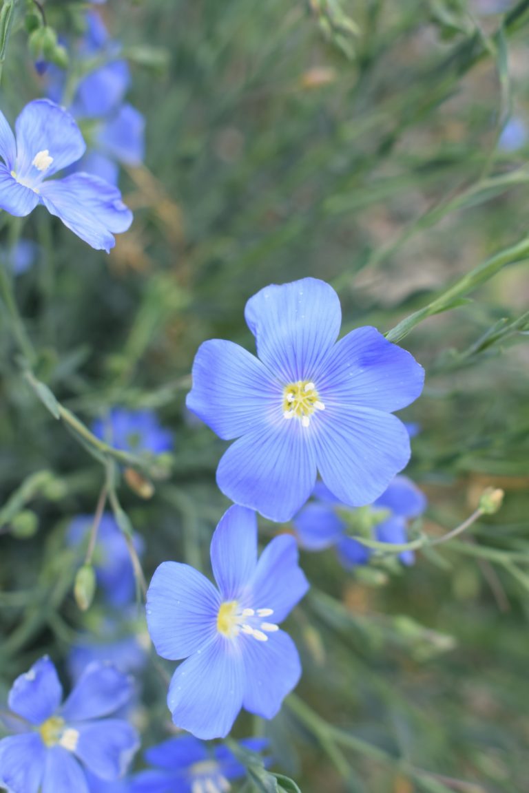 Linum perenne in 50mm Forestry Tube – Trigg Plants