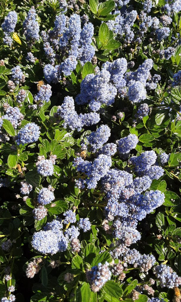 Ceanothus Yankee Point in 50mm Forestry Tube – Trigg Plants