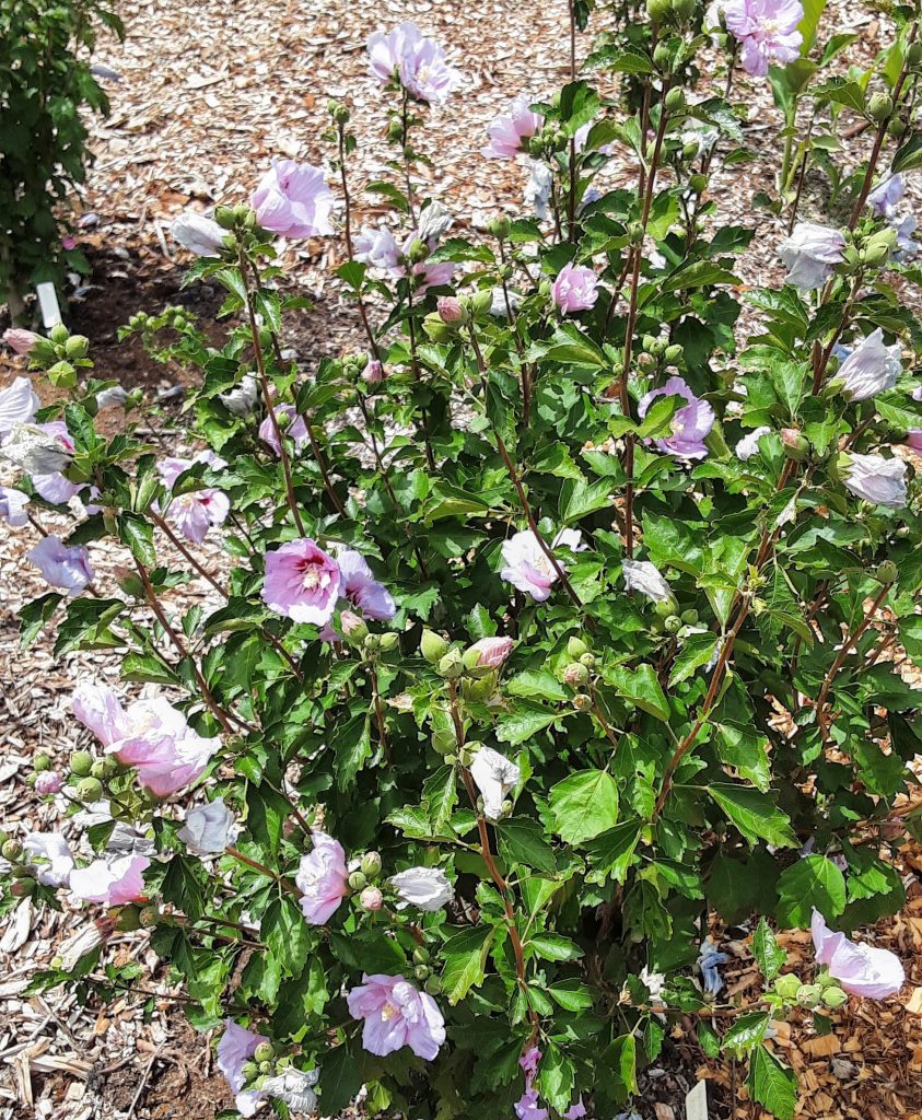 Hibiscus syriacus Carnation Bay in 68mm Super Tube – Trigg Plants