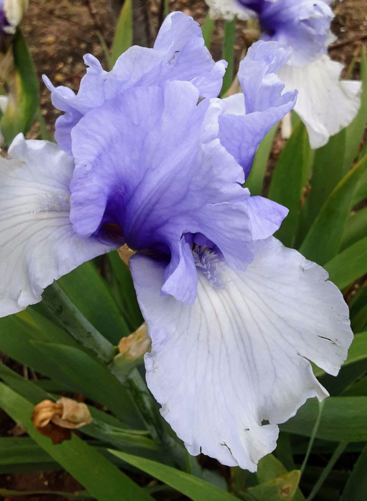 Tall Bearded Iris Edge of Winter (bare rooted rhizome) – Trigg Plants
