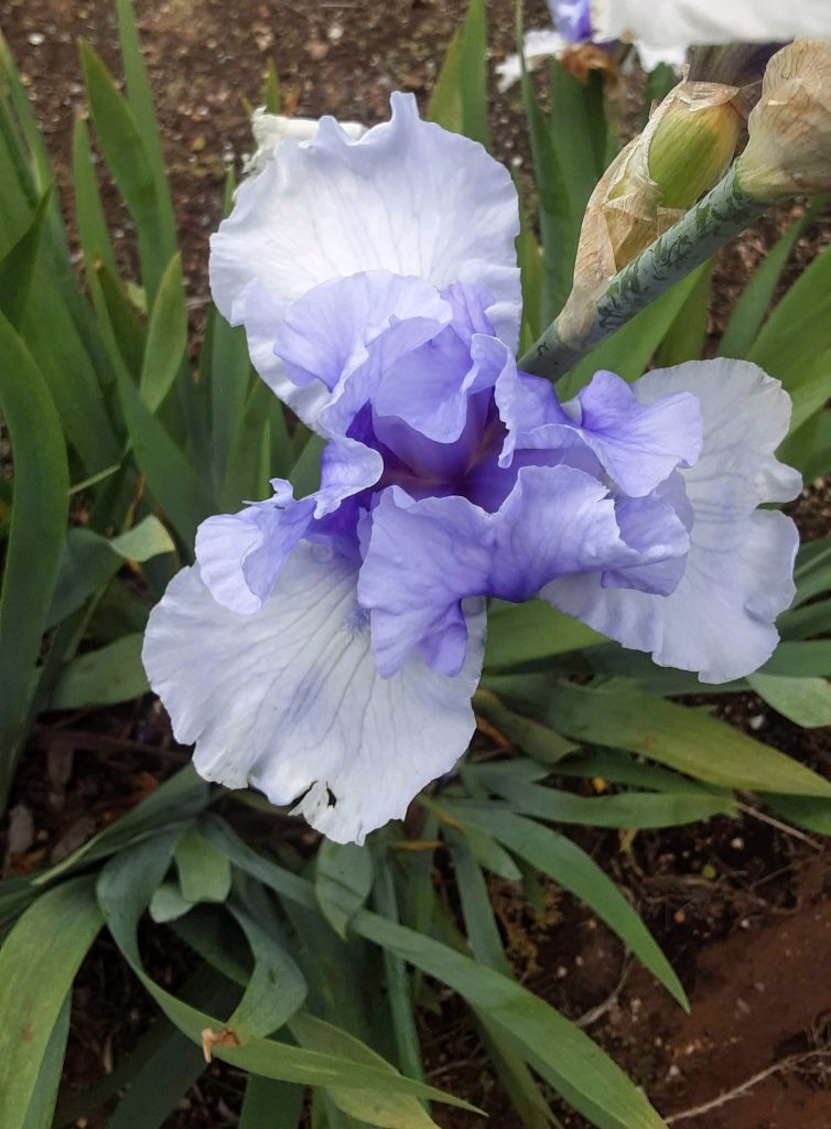 Tall Bearded Iris Edge of Winter (bare rooted rhizome) – Trigg Plants