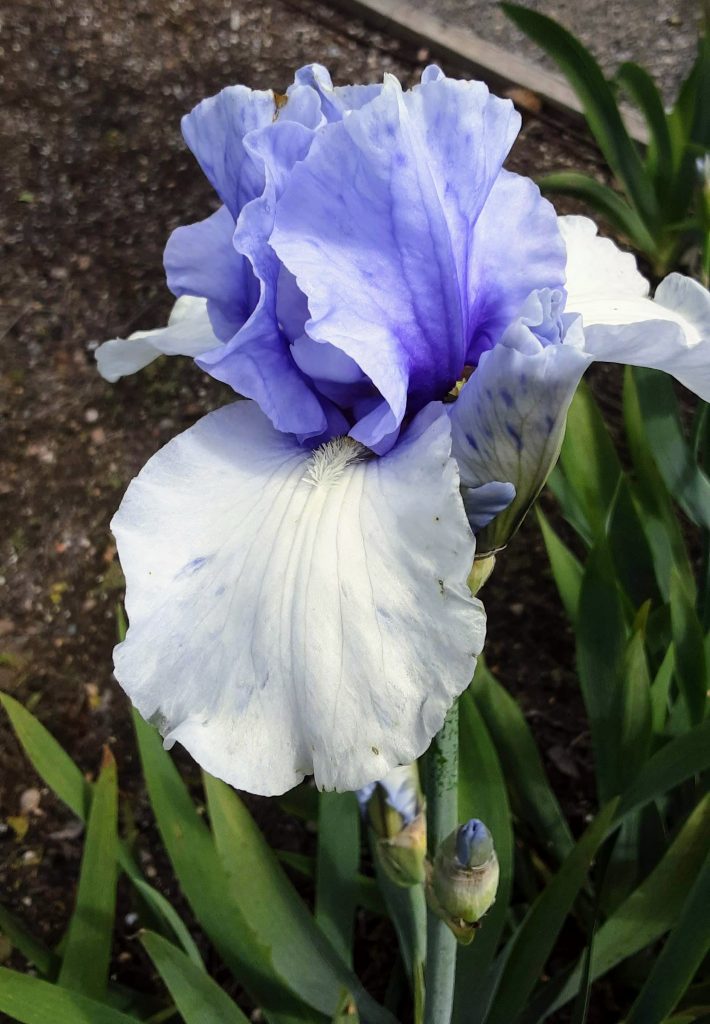 Tall Bearded Iris Edge of Winter (bare rooted rhizome) – Trigg Plants