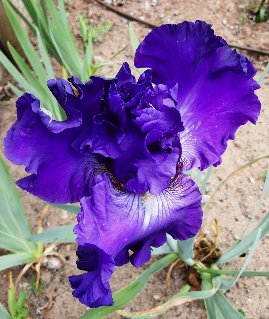 Tall Bearded Iris WORLD WITHOUT END (bare rooted rhizome) – Trigg Plants