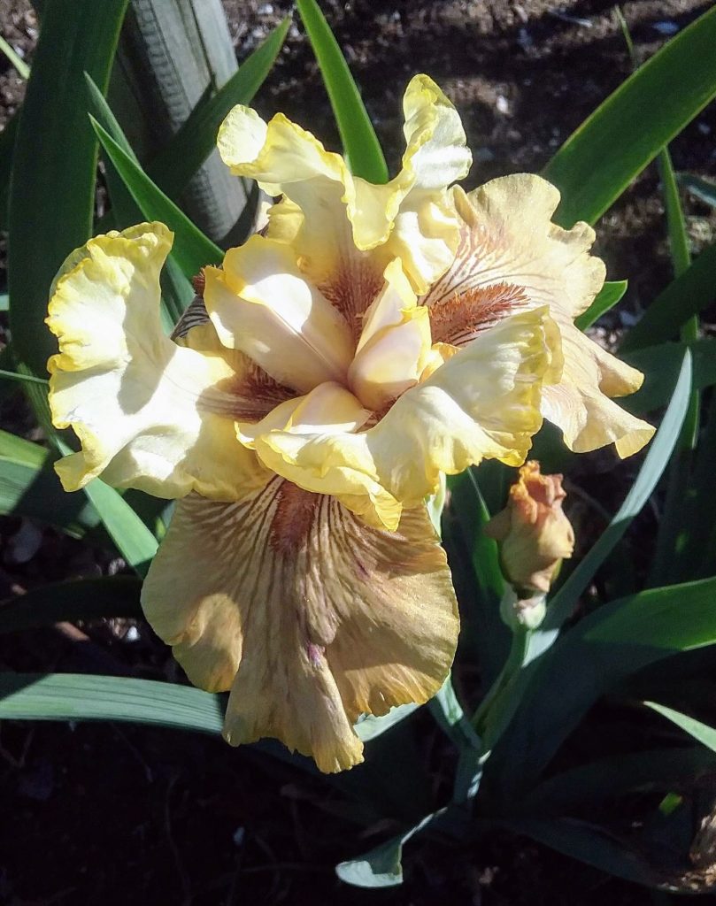 Tall Bearded Iris HELLO HOBO (bare rooted rhizome) – Trigg Plants