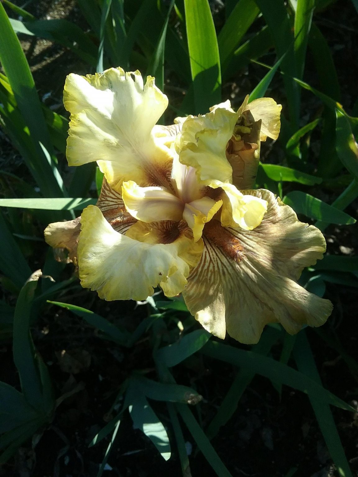 Tall Bearded Iris HELLO HOBO (bare rooted rhizome) – Trigg Plants