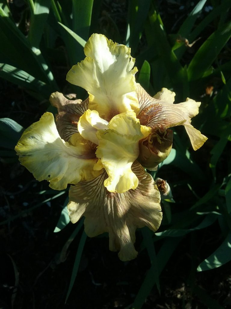 Tall Bearded Iris HELLO HOBO (bare rooted rhizome) – Trigg Plants