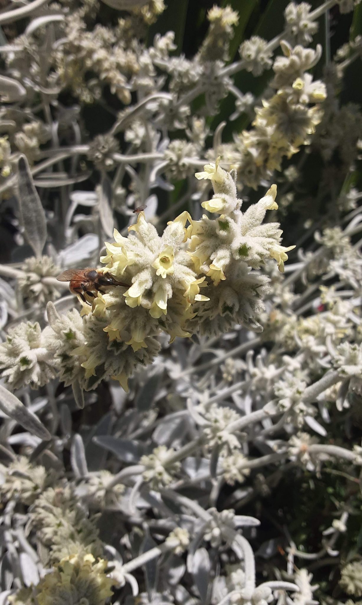 Sideritis dasygnaphala 30 SEEDS – Trigg Plants