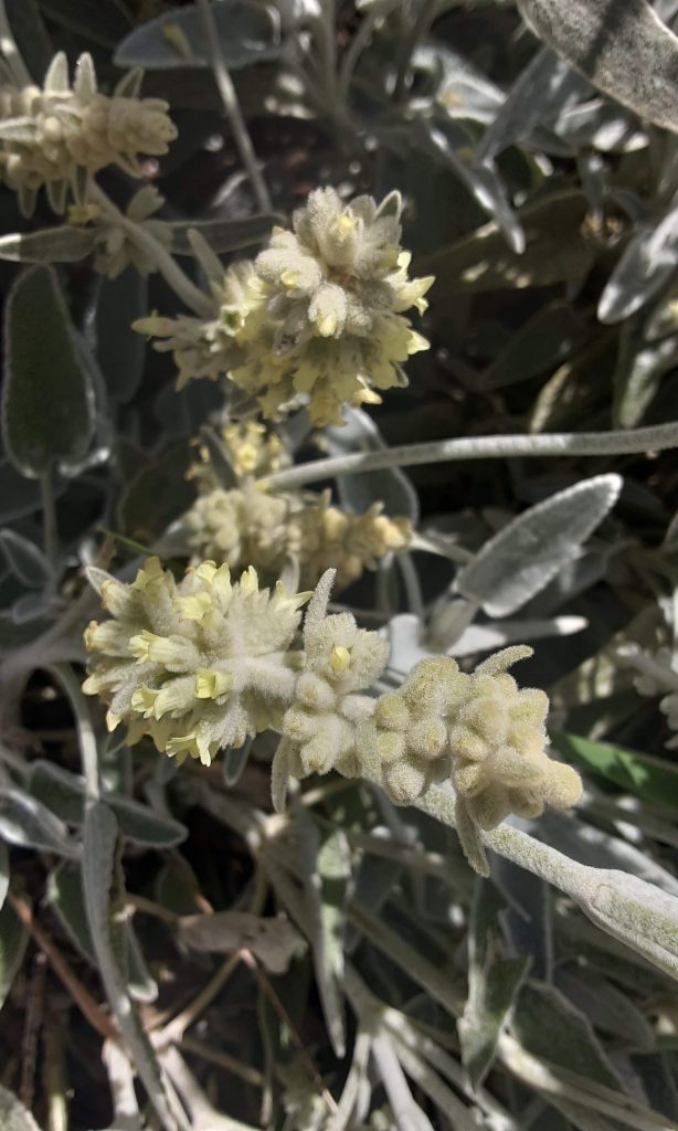 Sideritis dasygnaphala 30 SEEDS – Trigg Plants