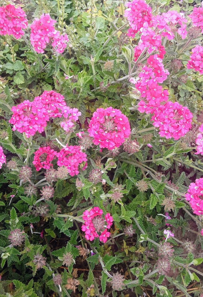 Verbena peruviana pink in 50mm Forestry Tube – Trigg Plants