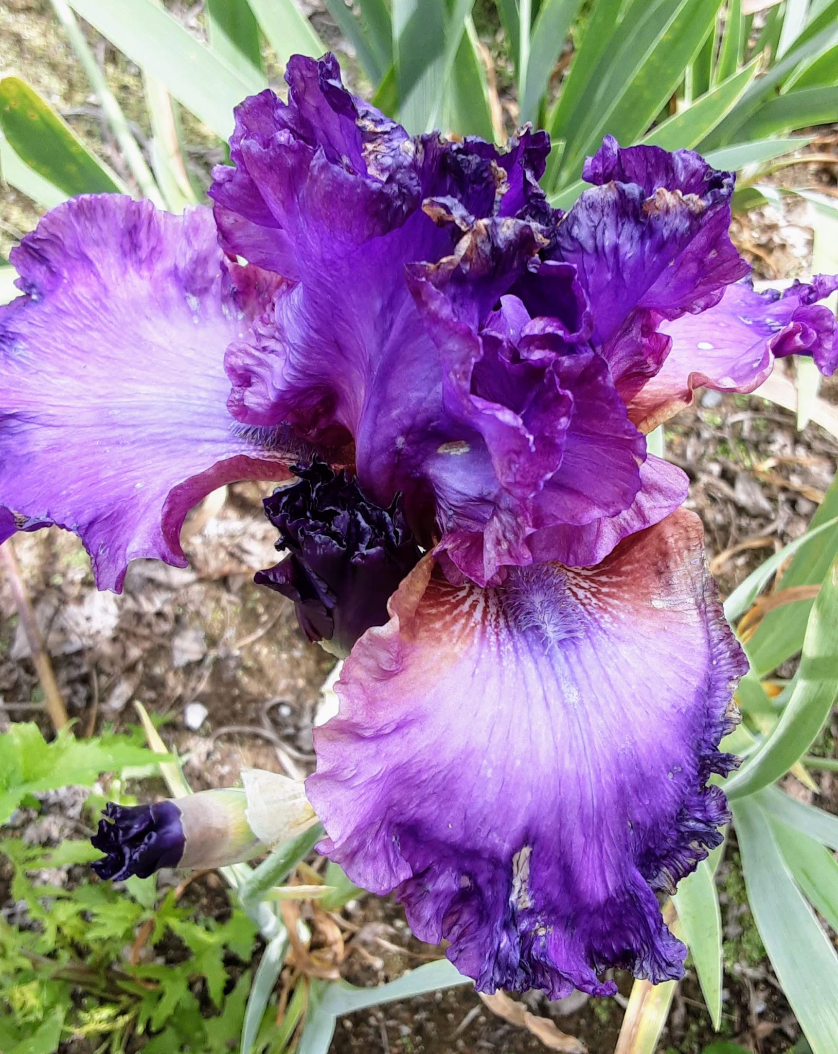 Tall Bearded Iris MAGENTA GLOW (bare rooted rhizome) – Trigg Plants