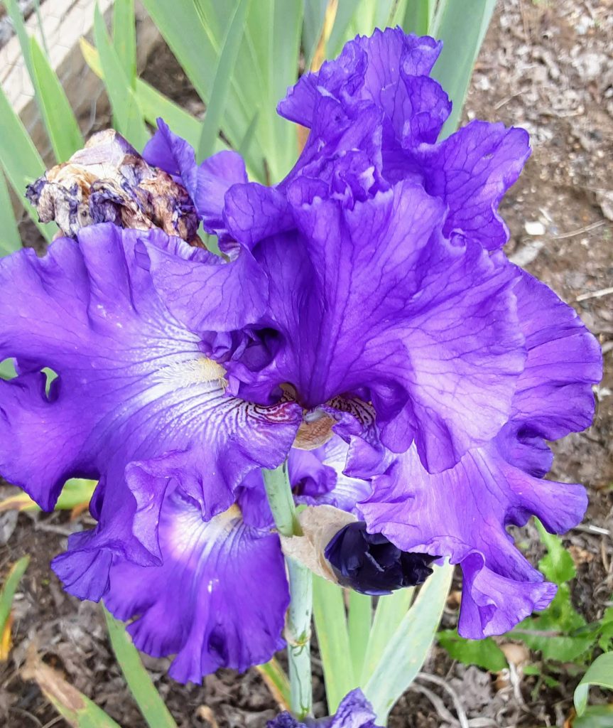 Tall Bearded Iris WORLD WITHOUT END (bare rooted rhizome) – Trigg Plants