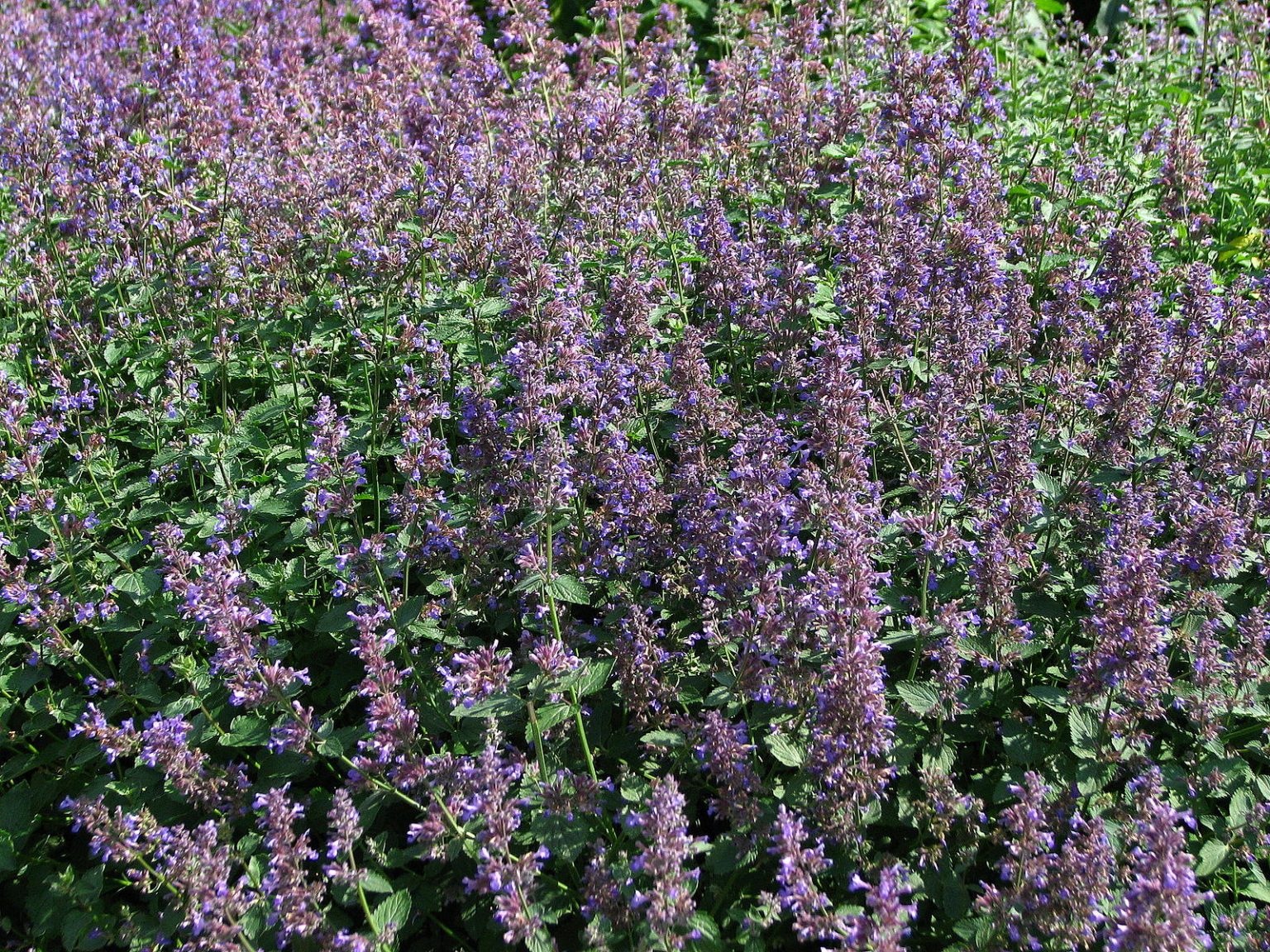 Nepeta racemosa ssp racemosa Bare Rooted – Trigg Plants