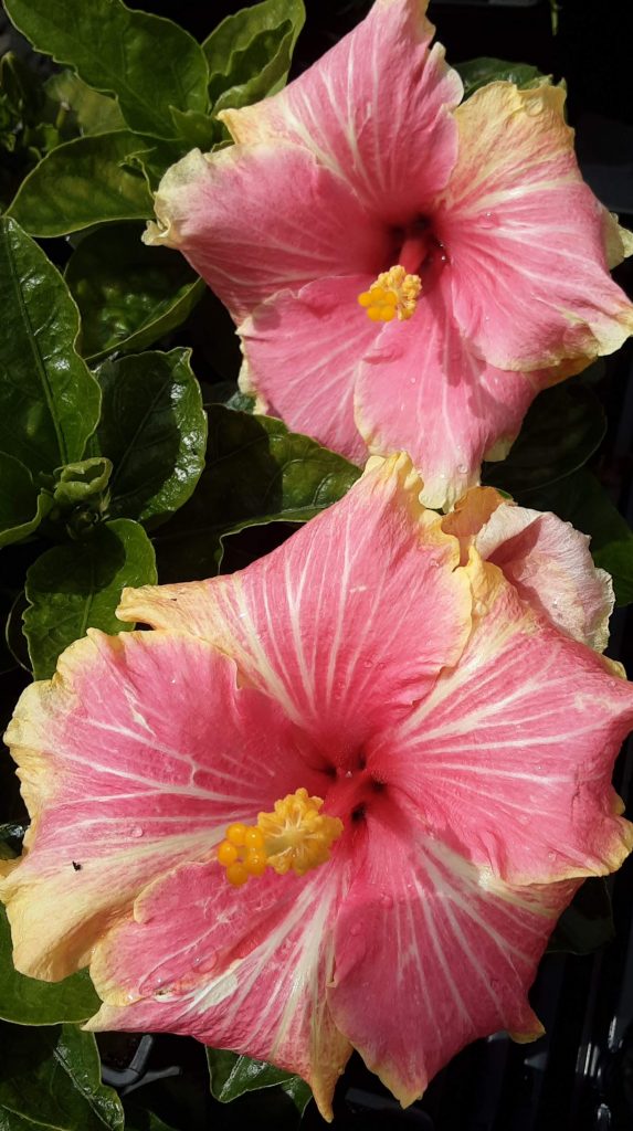 Hibiscus Shirley Howie in 68mm Super Tube – Trigg Plants