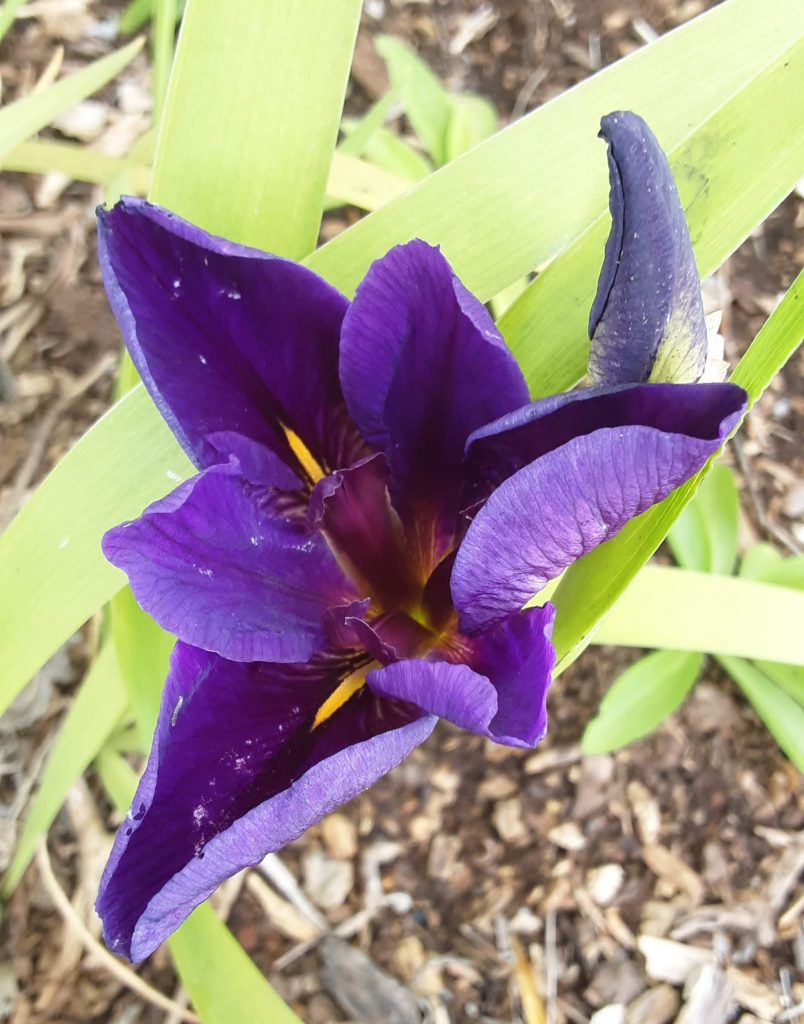 Water Iris Louisianna “Midnight” Bare Rooted – Trigg Plants