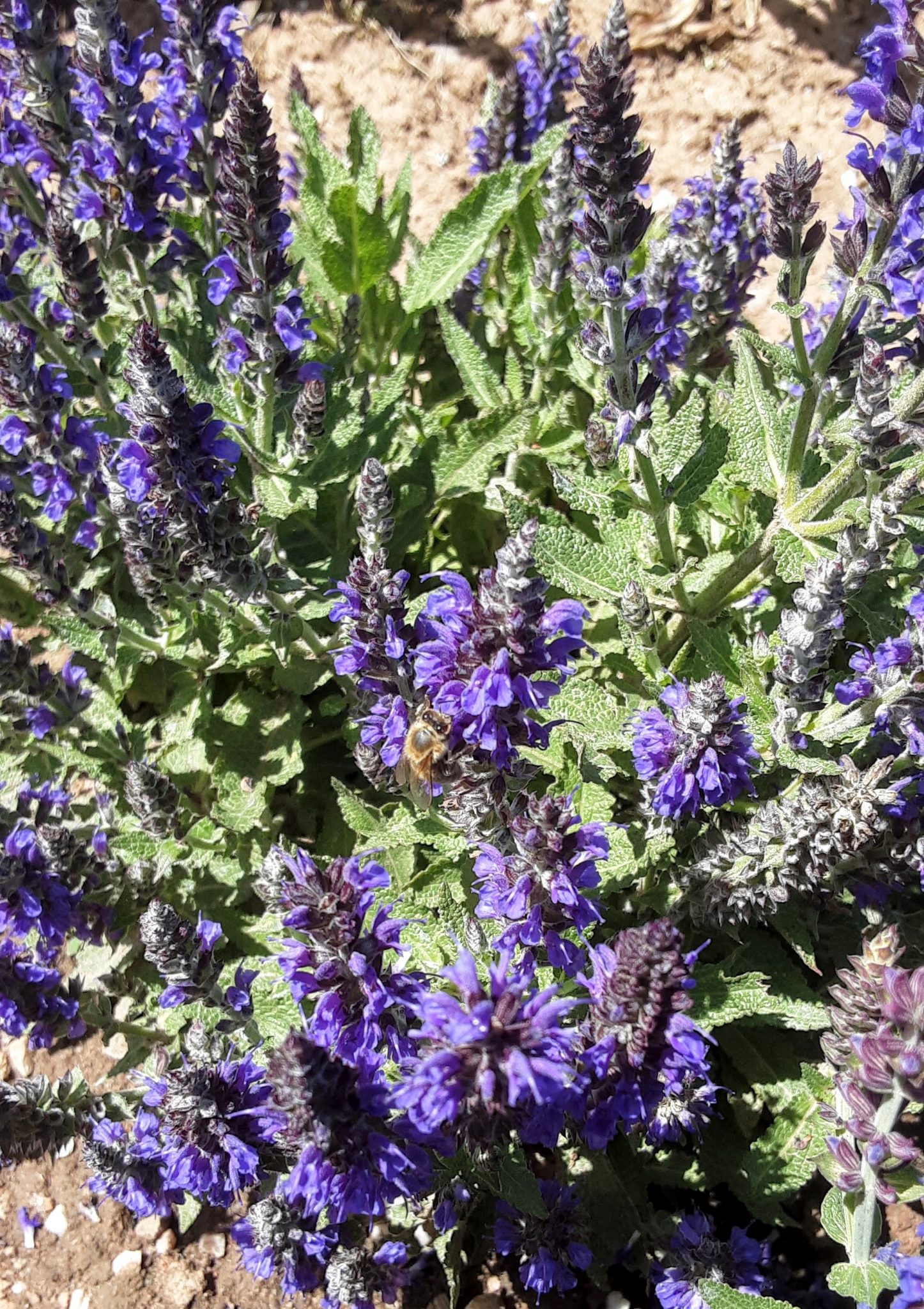 Salvia nemorosa ‘Marcus” BARE ROOTED – Trigg Plants