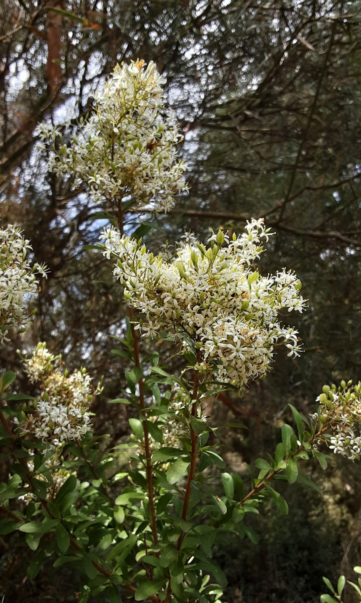 Bursaria spinosa in 50mm Forestry tube – Trigg Plants