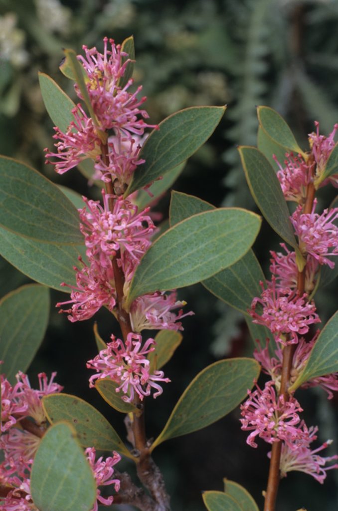 Hakea neurophylla in 50mm Forestry Tube – Trigg Plants