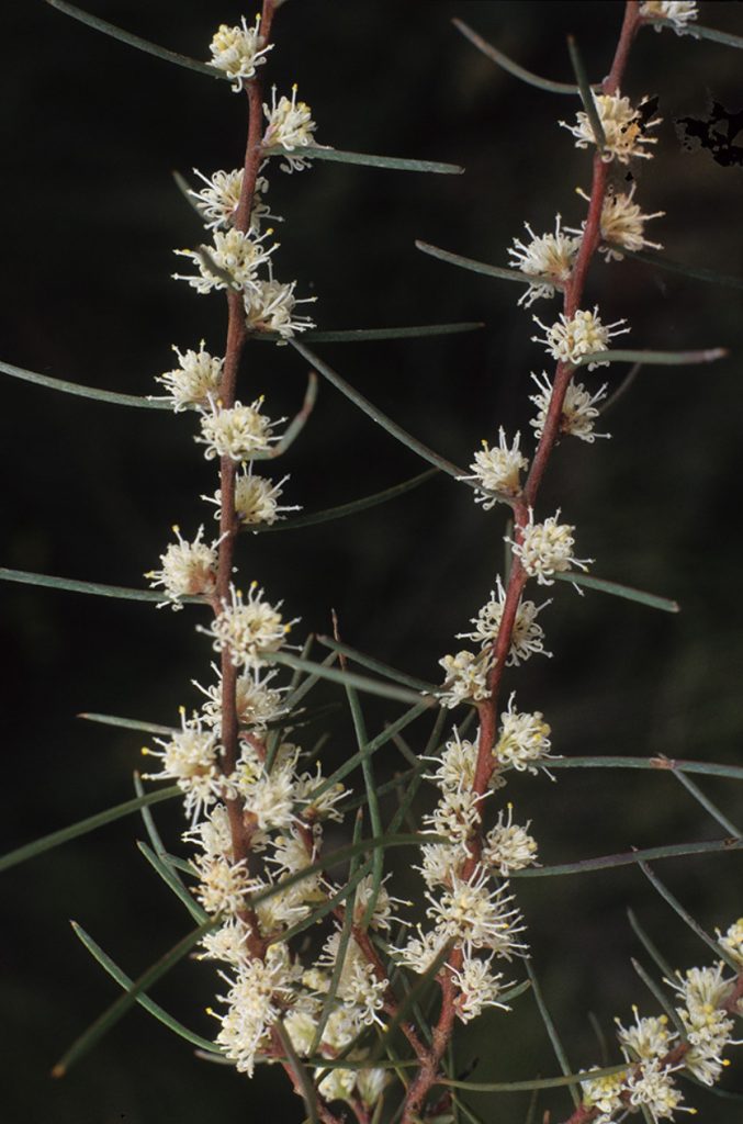 Hakea – Trigg Plants