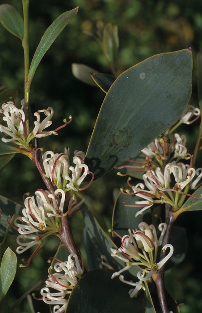 Hakea – Trigg Plants