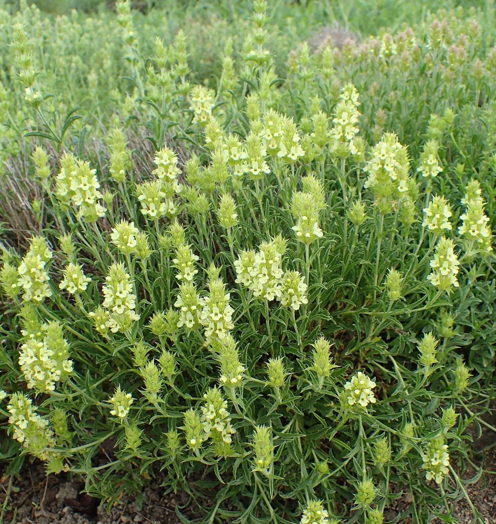 Sideritis scordioides in 50mm Forestry Tube – Trigg Plants