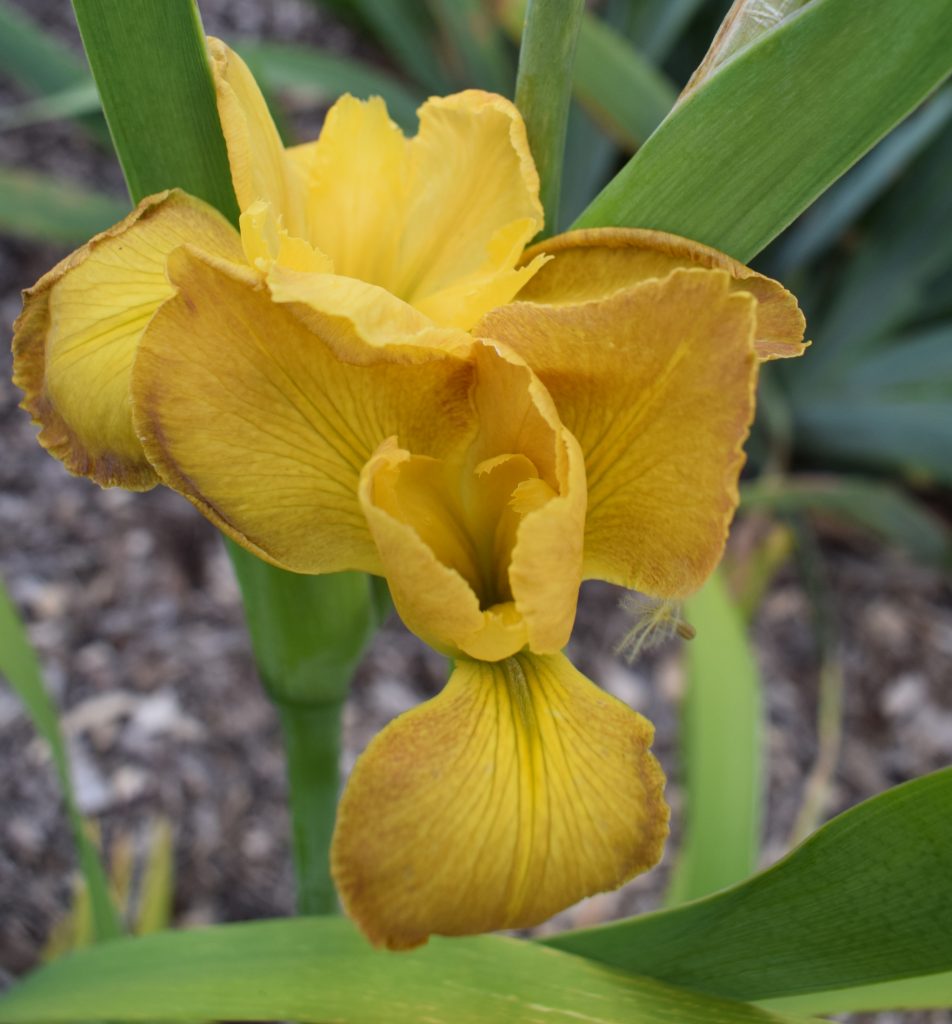 Water Iris Louisianna “Speckled Hen” Bare Rooted – Trigg Plants