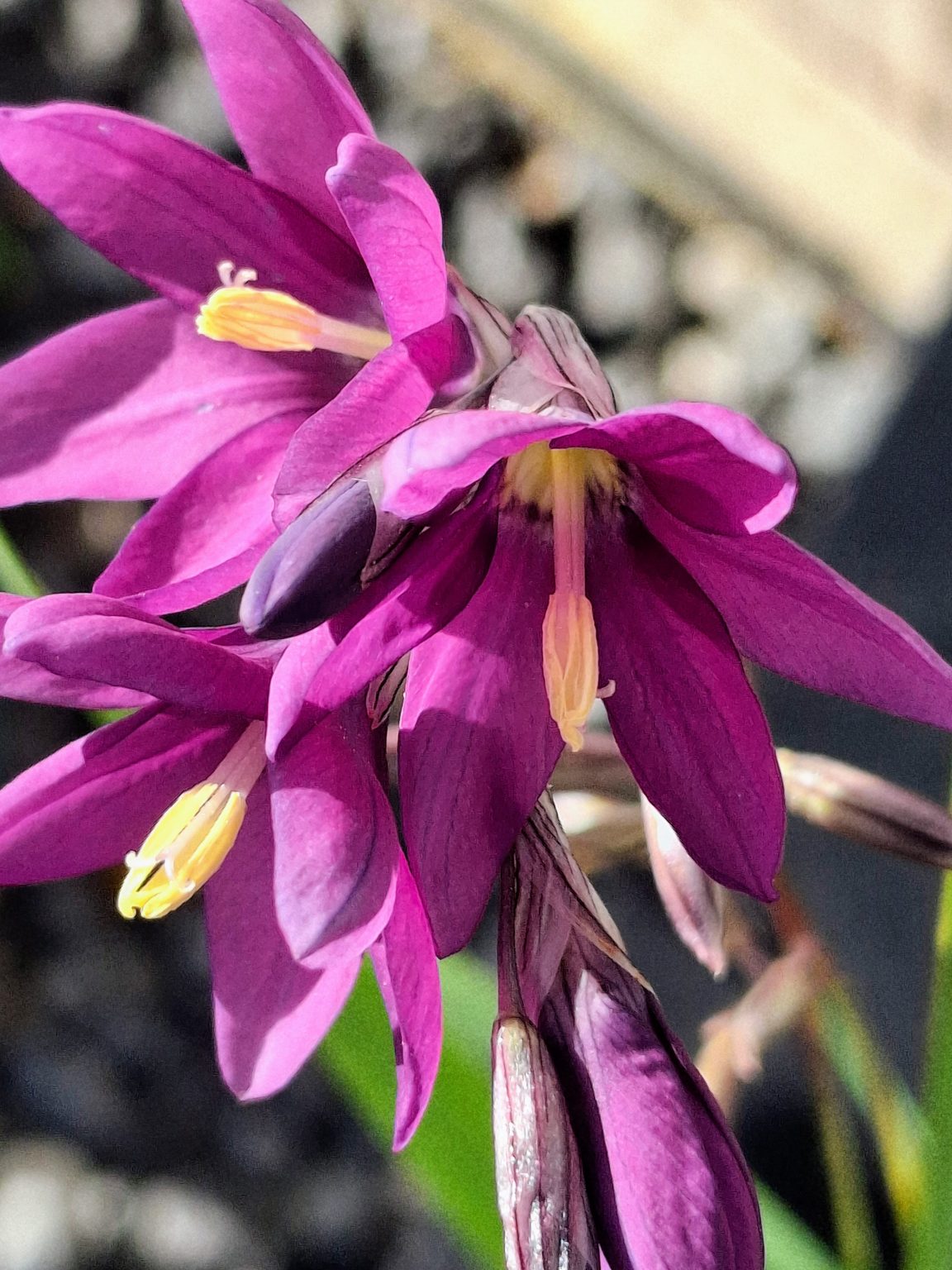 Ixia rapunculoides 15 seeds – Trigg Plants
