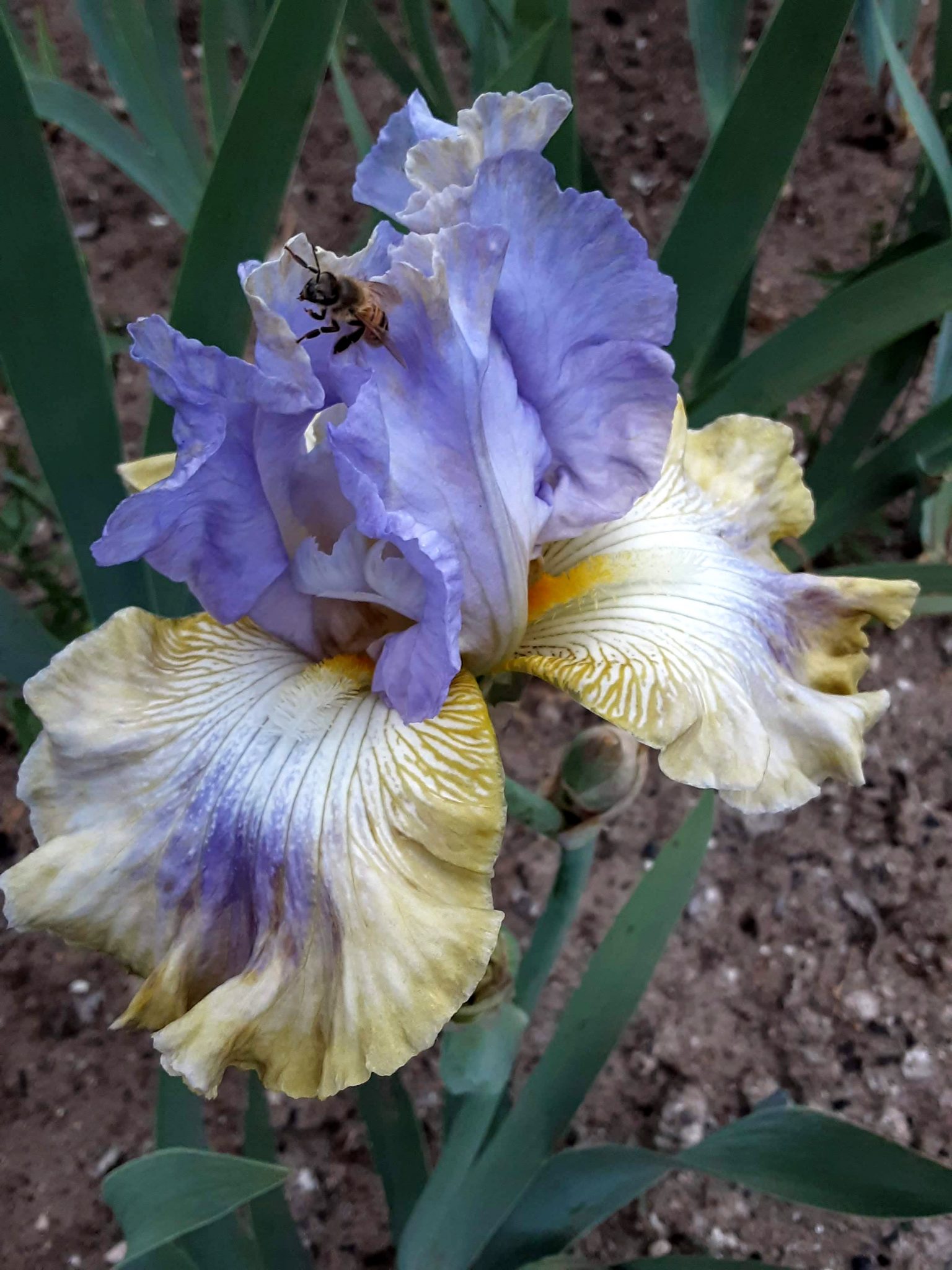 Tall Bearded Iris Dancing On Air (bare rooted rhizome) – Trigg Plants