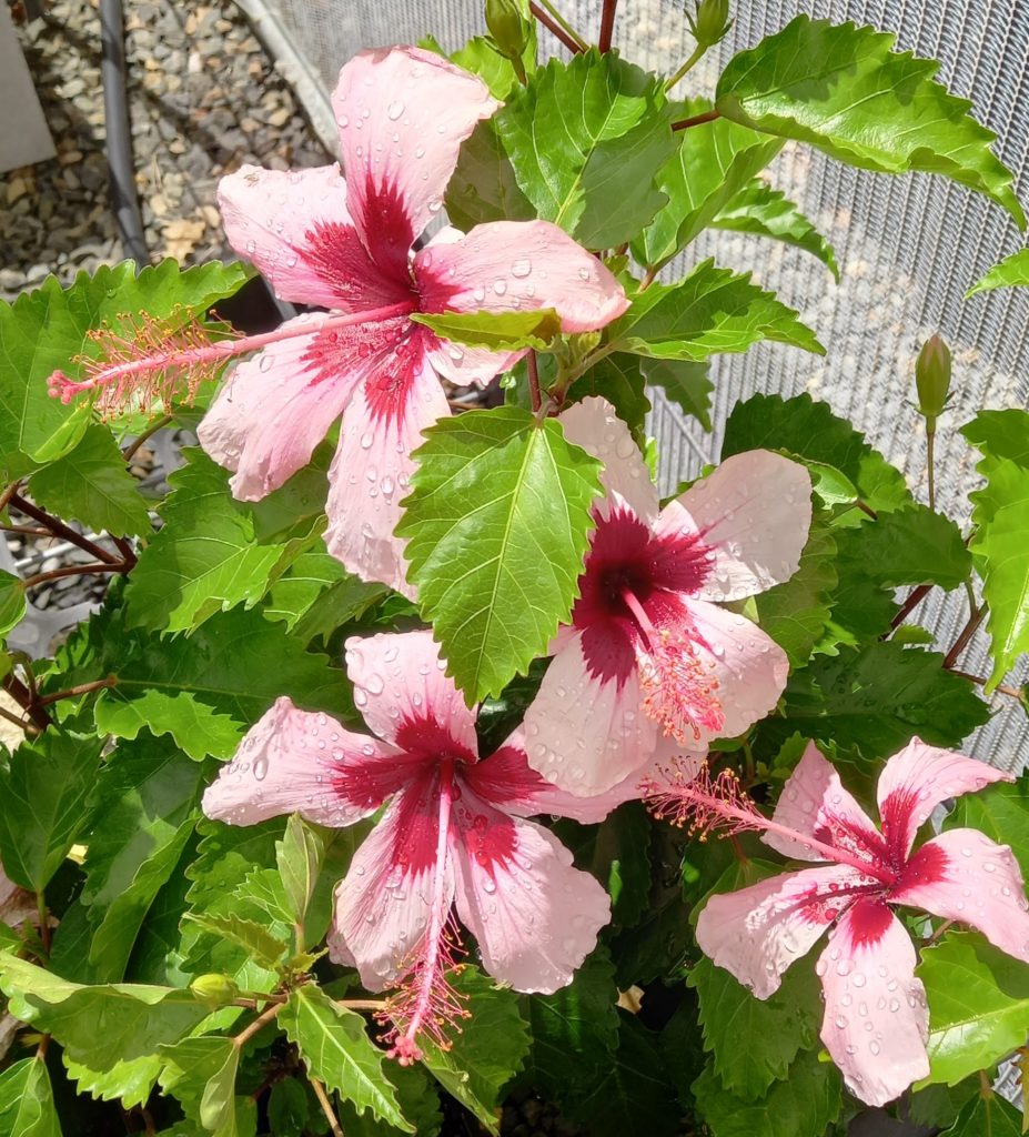 Hibiscus Winter Show in 85mm Squat Pot – Trigg Plants