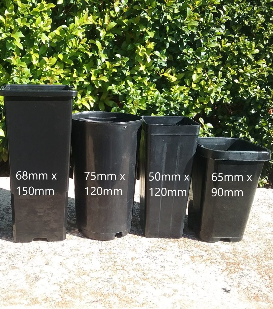 Salvia repens in 50mm Forestry Tube – Trigg Plants