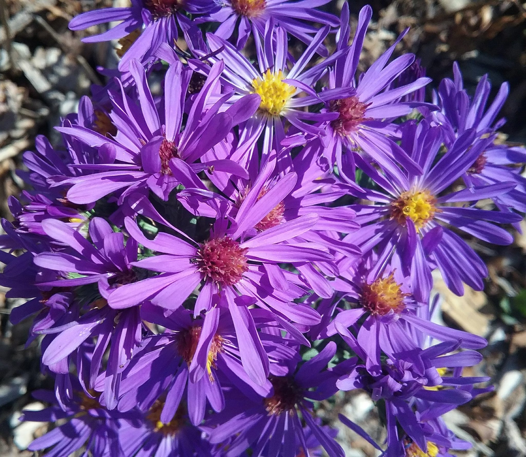 Aster laevis Orpheus (Easter Daisy) Bare Rooted – Trigg Plants