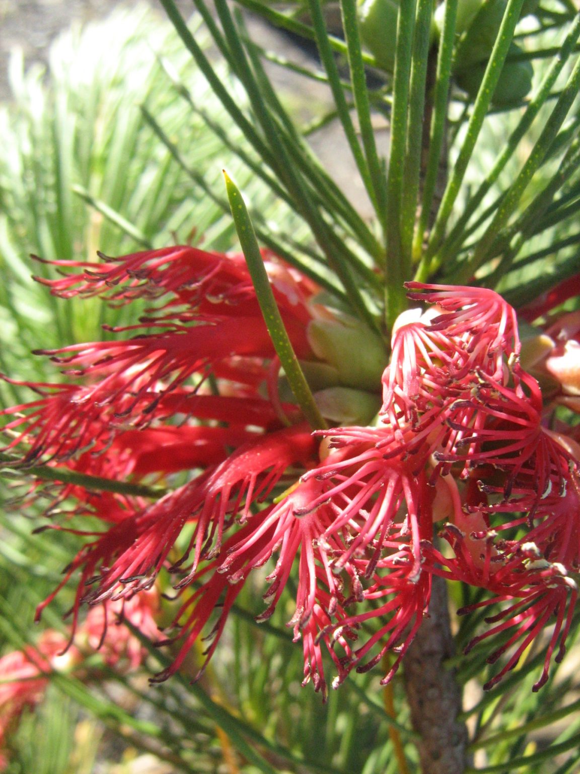 Calothamnus graniticus in 50mm Forestry Tube – Trigg Plants