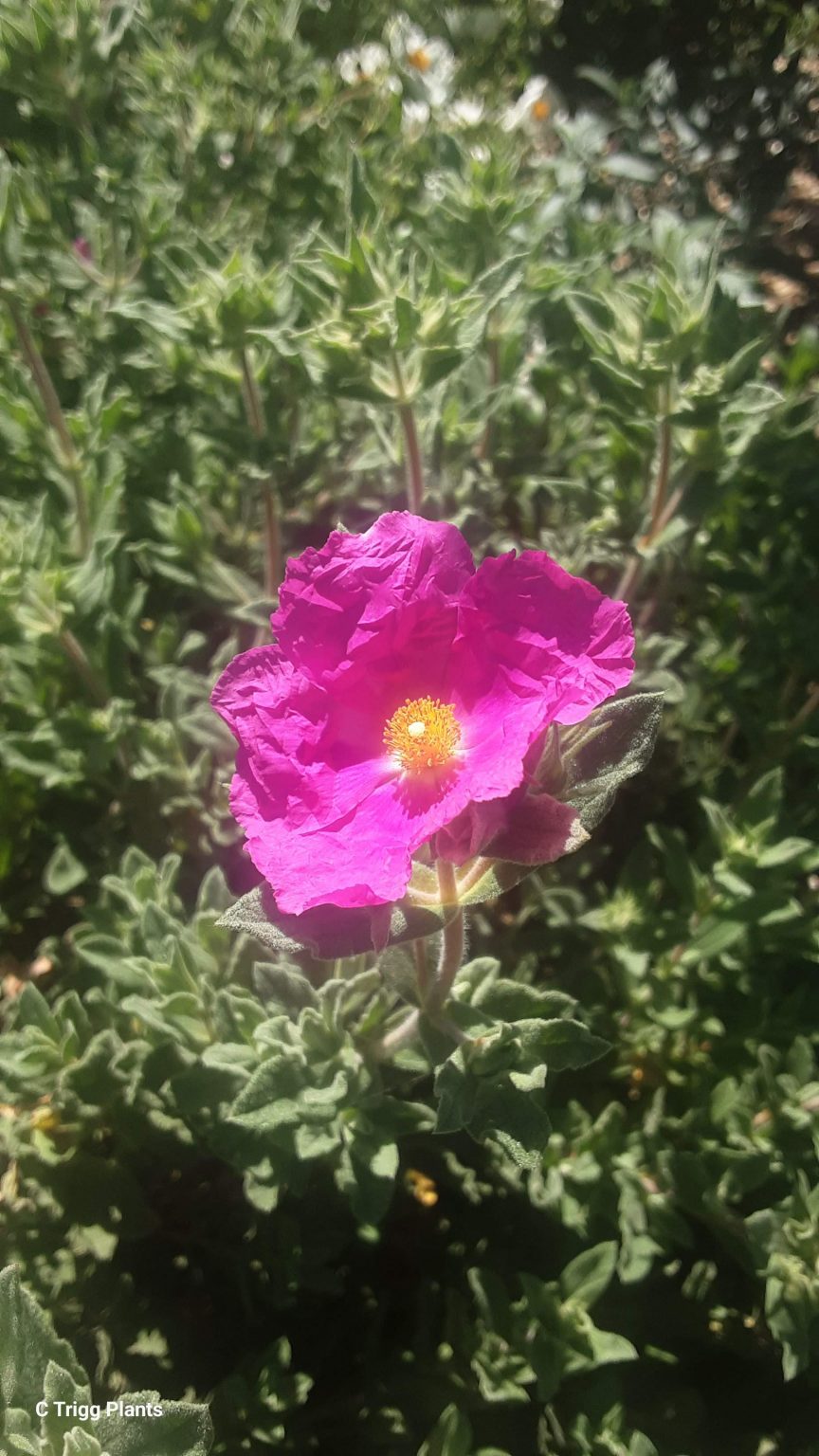 Cistus Sunset (Rock Rose) in 50mm Forestry Tube – Trigg Plants