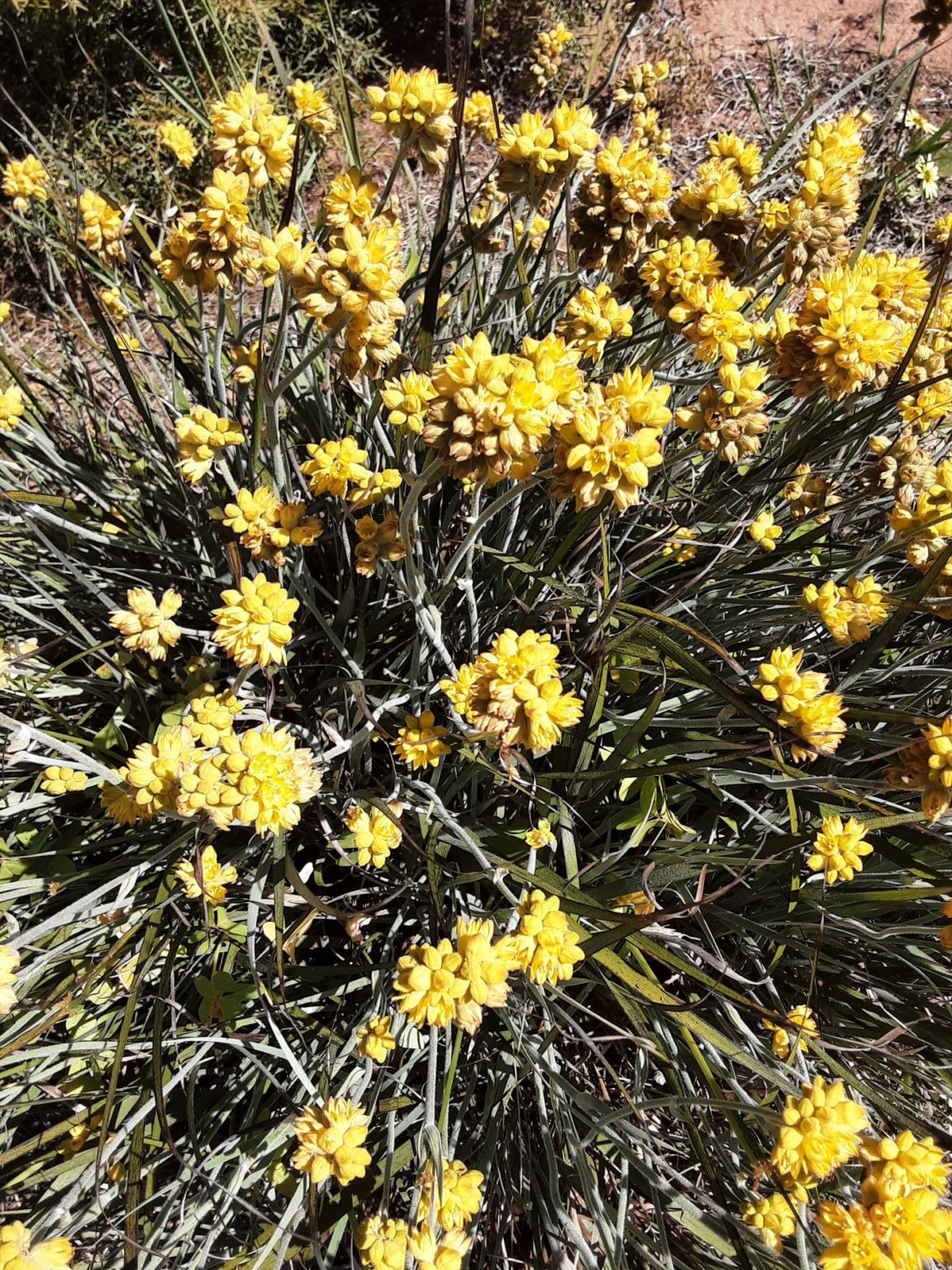 Conostylis candicans in 50mm Forestry Tube – Trigg Plants