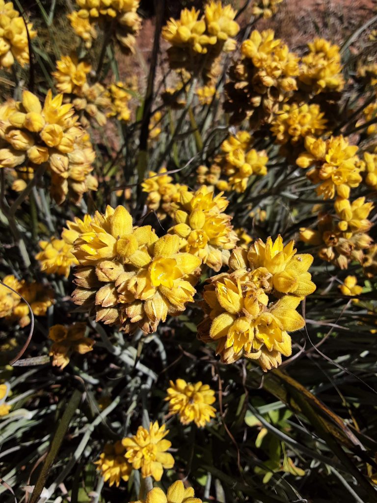Conostylis candicans in 50mm Forestry Tube – Trigg Plants