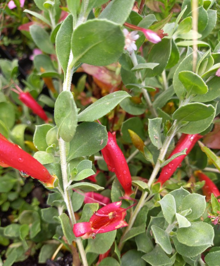 Eremophila Red Desert in 50mm Forestry Tube – Trigg Plants