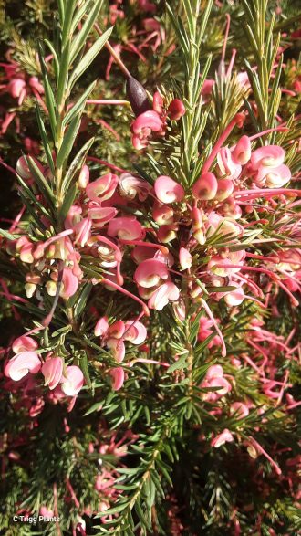 Grevillea juniperina prostrate red in 50mm Forestry Tube – Trigg Plants