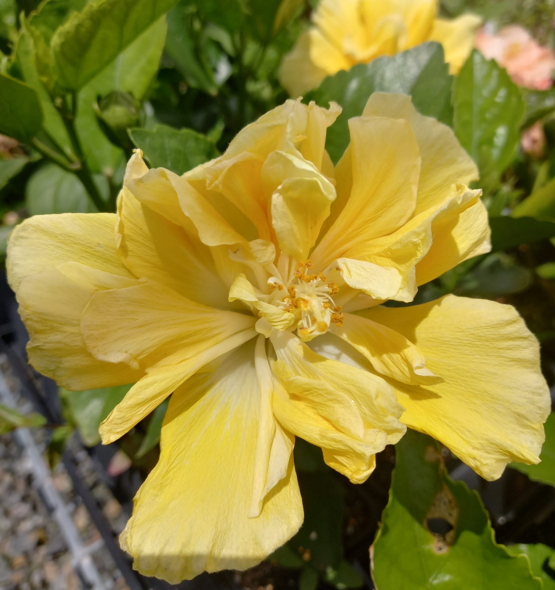 Hibiscus Full Moon in 85mm Squat pot – Trigg Plants