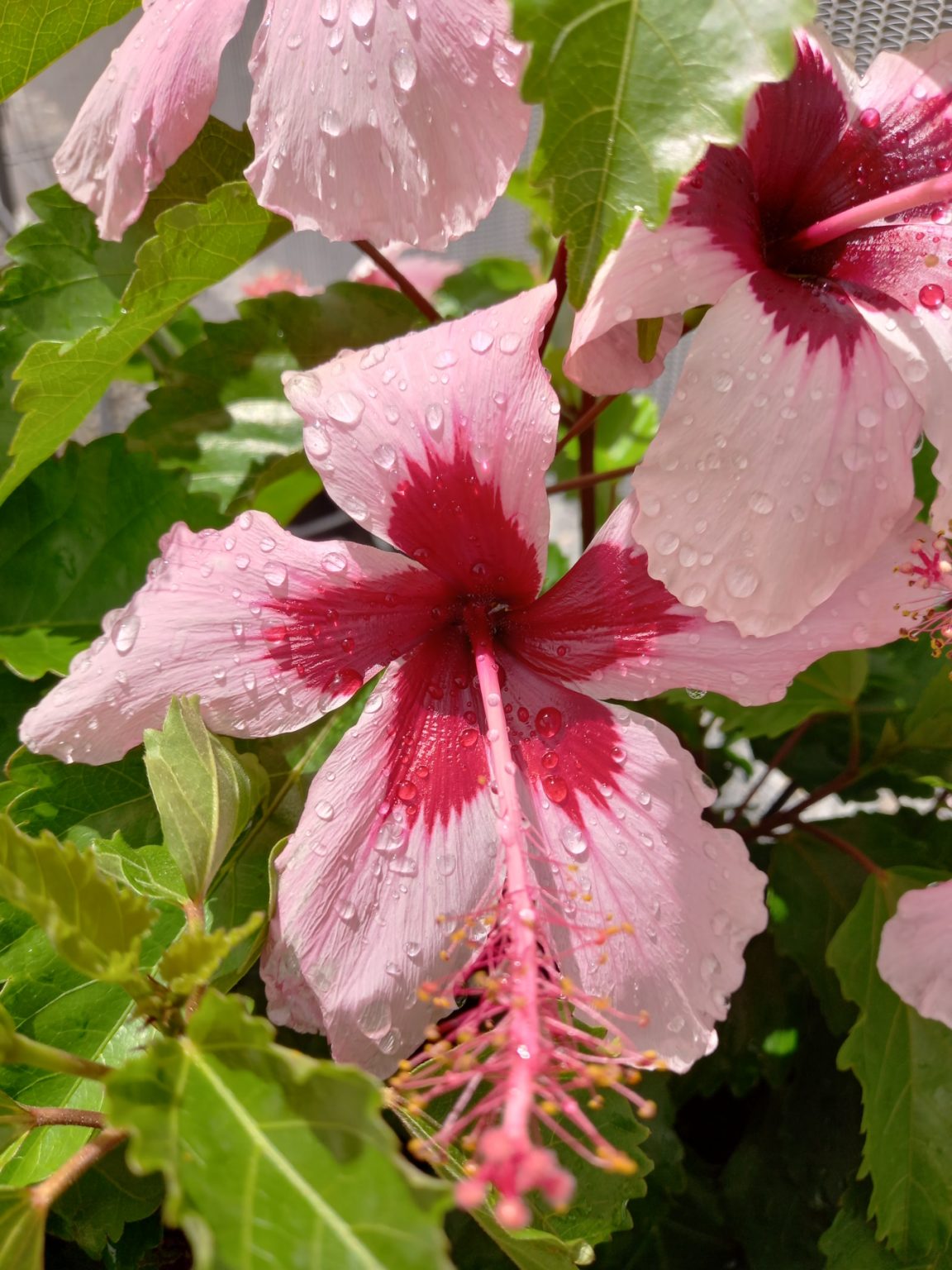 Hibiscus Winter Show in 85mm Squat Pot – Trigg Plants
