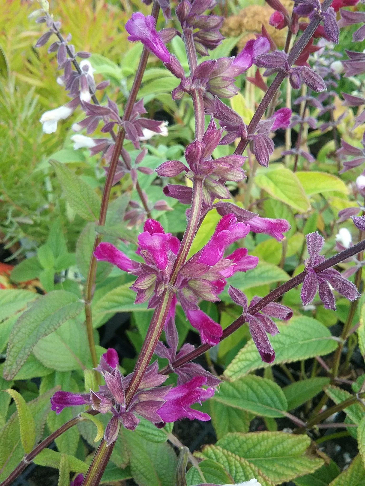 Salvia Pink Raspberry Royal in 75mm Supergro Tube – Trigg Plants