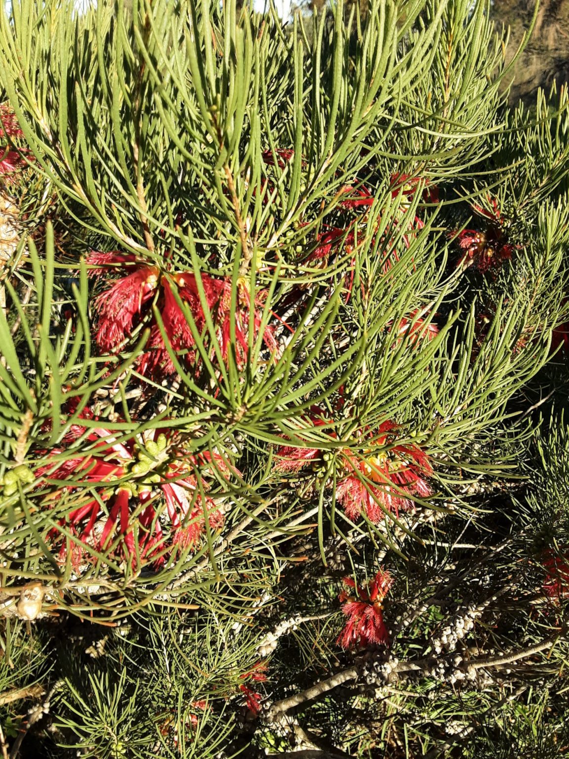 Calothamnus gracilis in 50mm Forestry Tube – Trigg Plants