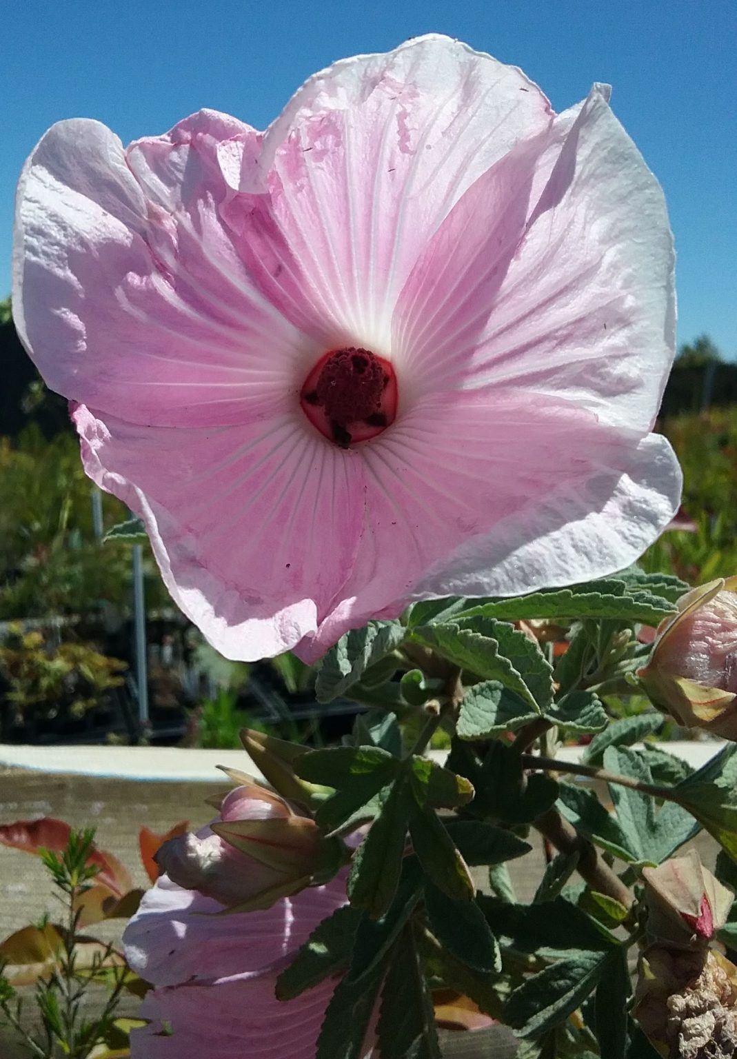 Hibiscus Barambah Creek in 50mm Forestry Tube – Trigg Plants