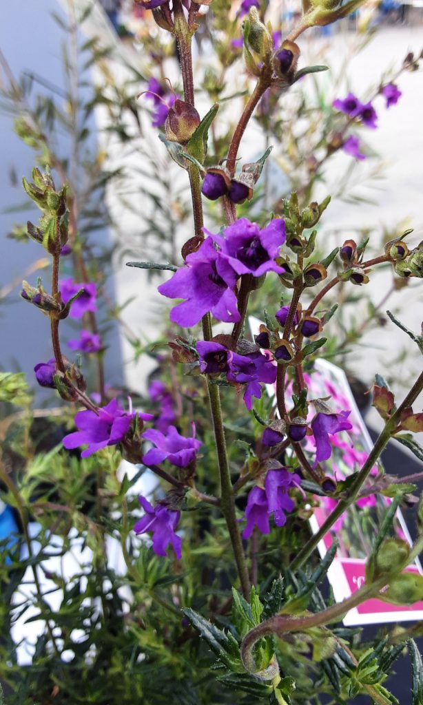 Prostanthera crocodyloides in 50mm Forestry Tube – Trigg Plants