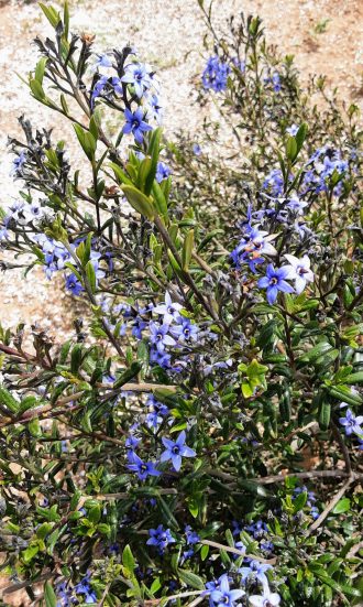 Halgania andromedifolia in 50mm Forestry Tube – Trigg Plants